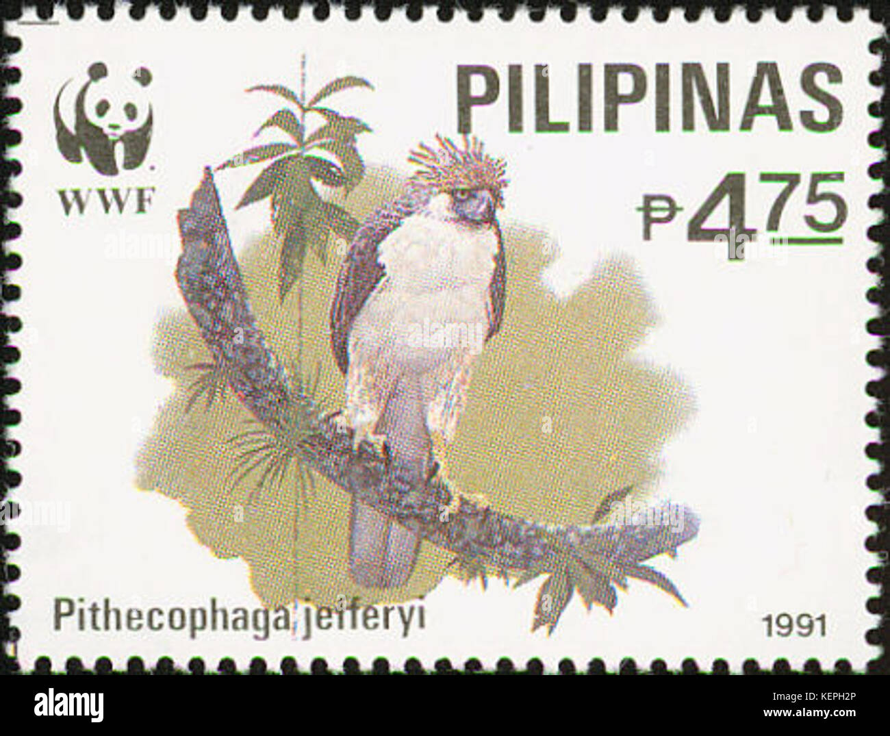 Philippine eagle pithecophaga jefferyi Banque de photographies et d ...