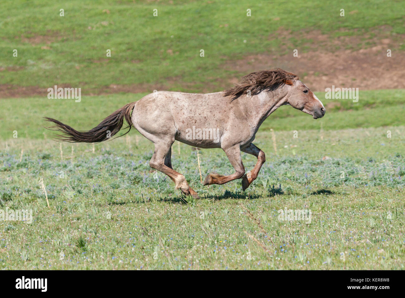Cheval rouan rouge Banque de photographies et d’images à haute ...