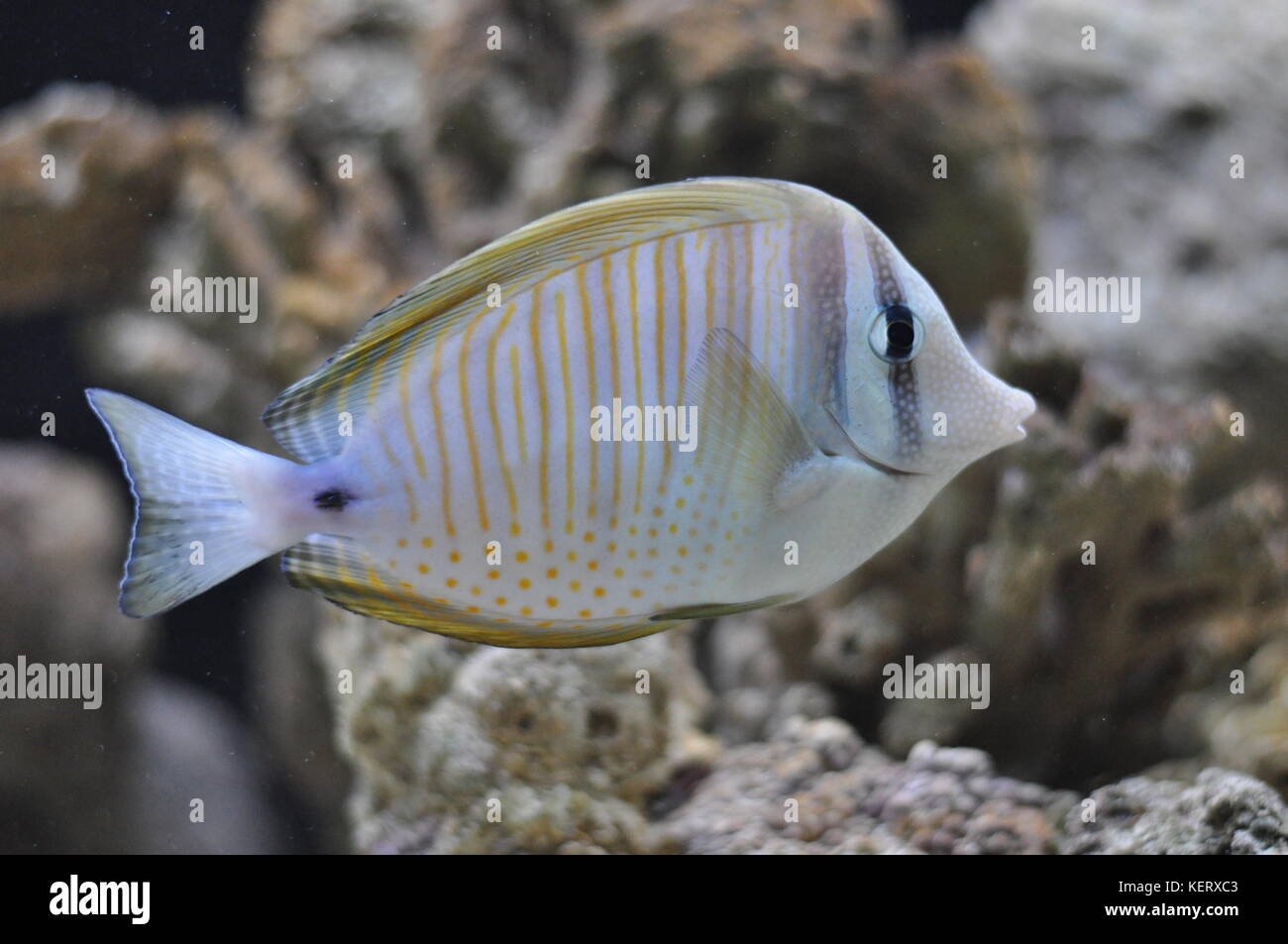 Poisson chirurgien Banque de photographies et d’images à haute ...