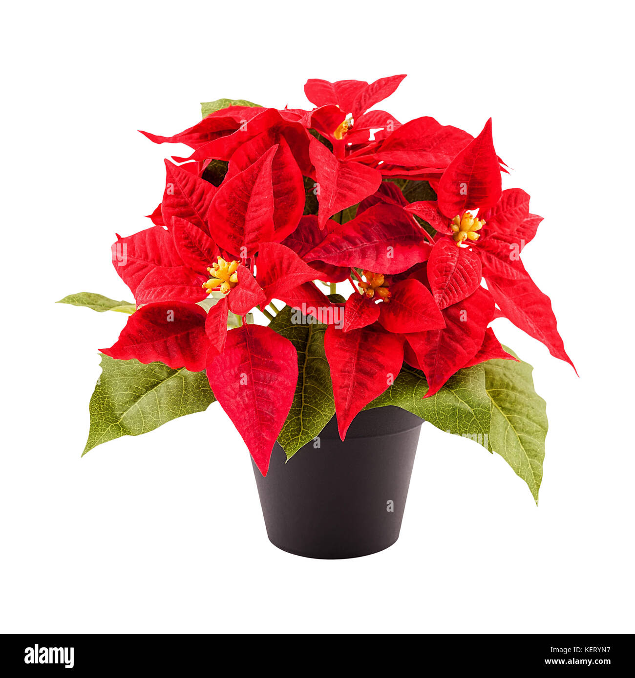 Fleur de noël poinsettia en pot isolated on white Photo Stock - Alamy