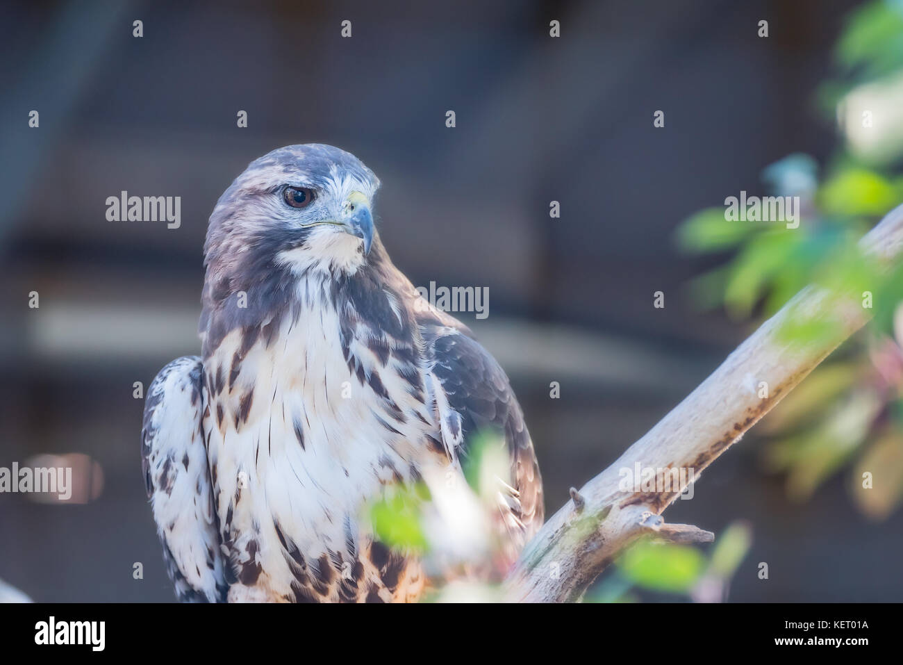 Rapace gris et blanc Banque de photographies et d’images à haute ...