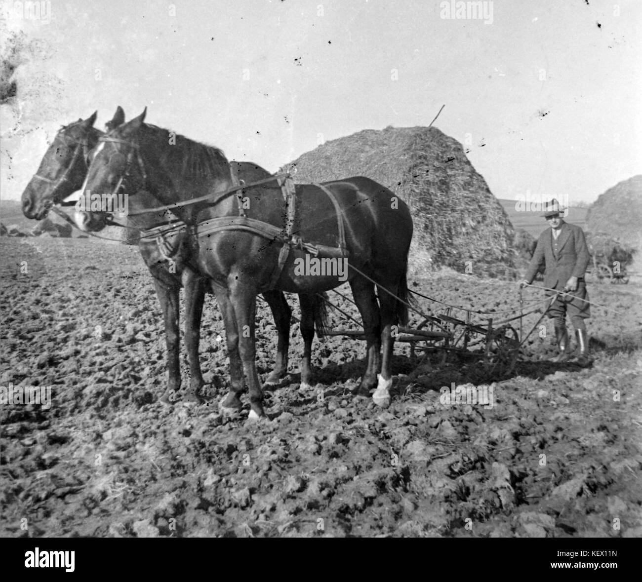 Charrue à cheval Banque d'images noir et blanc - Alamy