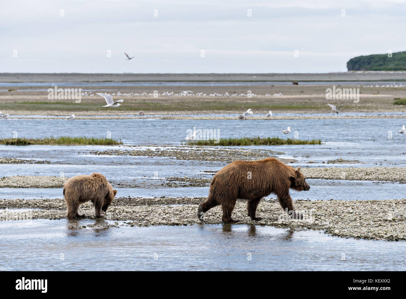 Un ours brun mère avec son cub yearling le long de la lagune à l'mcneil ...