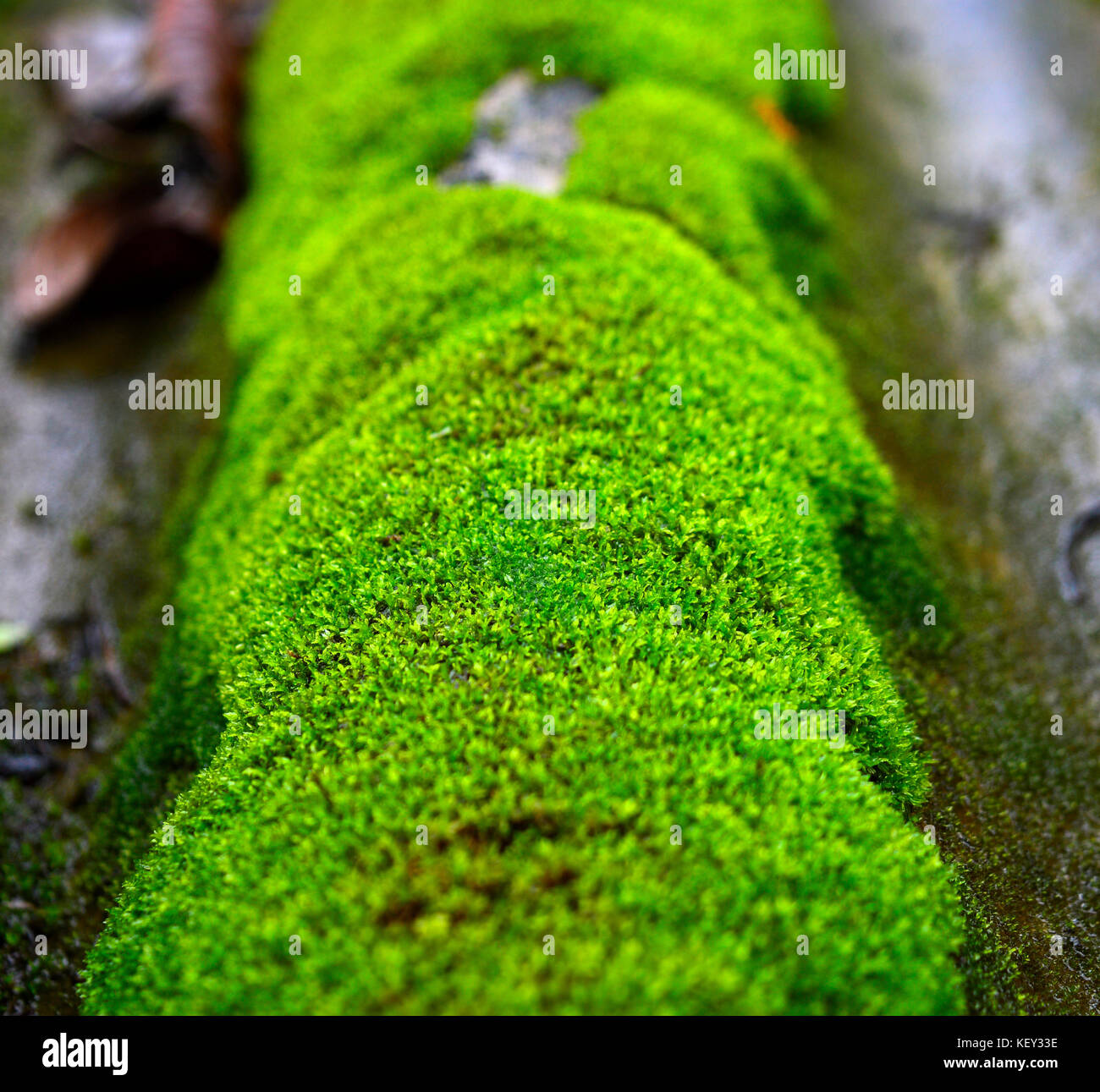 Mousse verte sur les murs Banque de photographies et d’images à haute ...