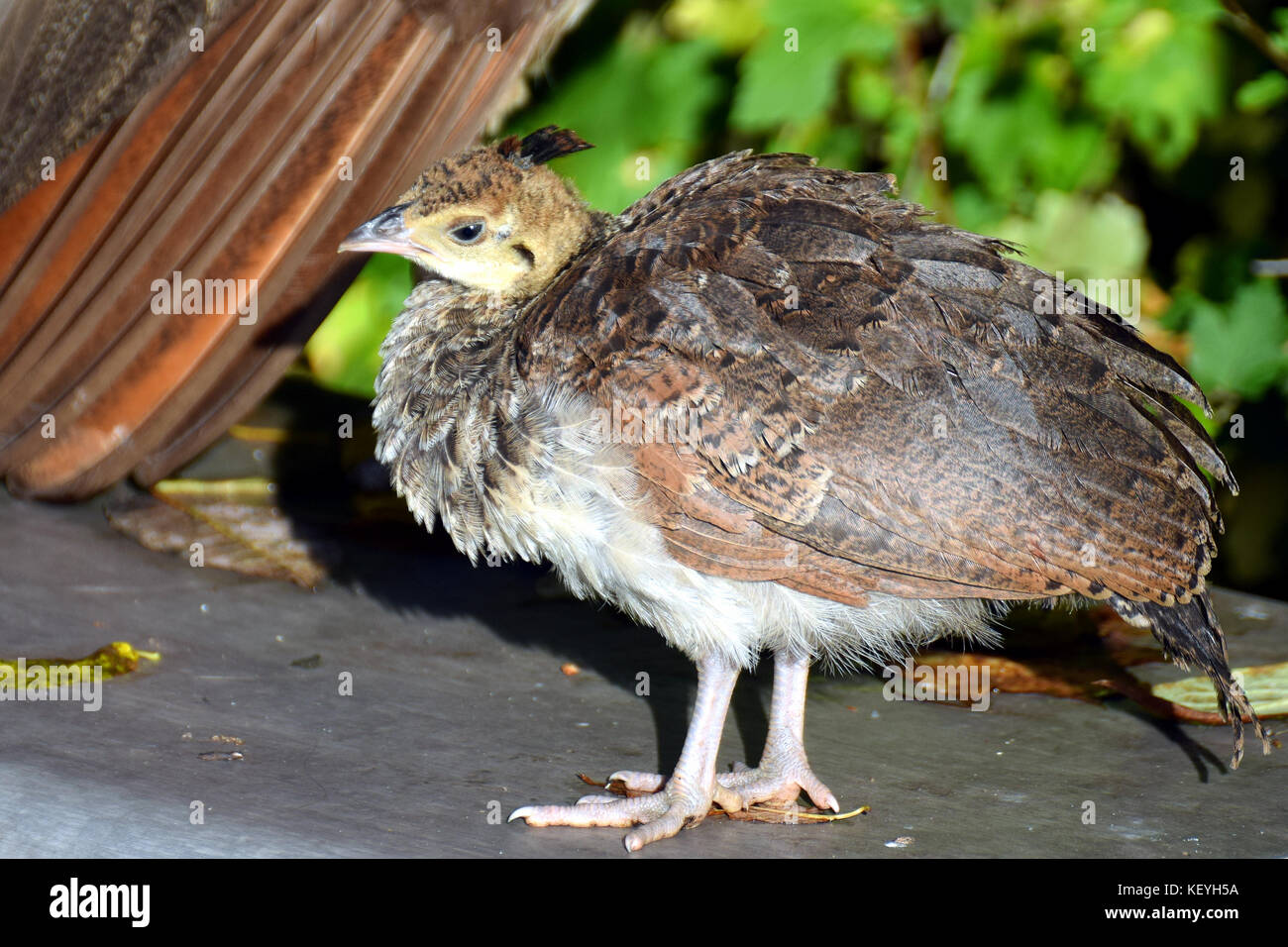 Bébé paon Banque de photographies et d’images à haute résolution - Alamy