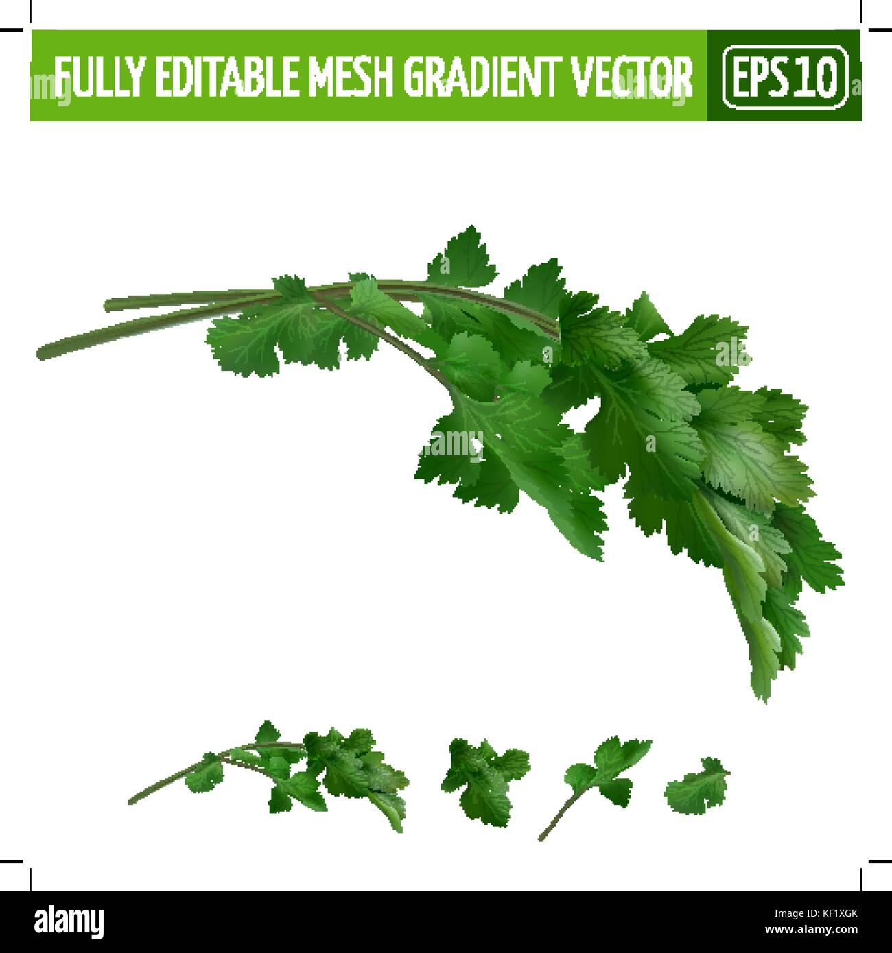 Feuilles de coriandre Banque d'images vectorielles - Alamy