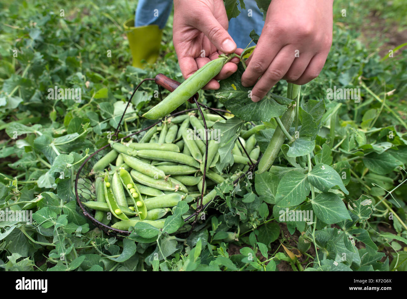 Picking peas Banque de photographies et d’images à haute résolution - Alamy