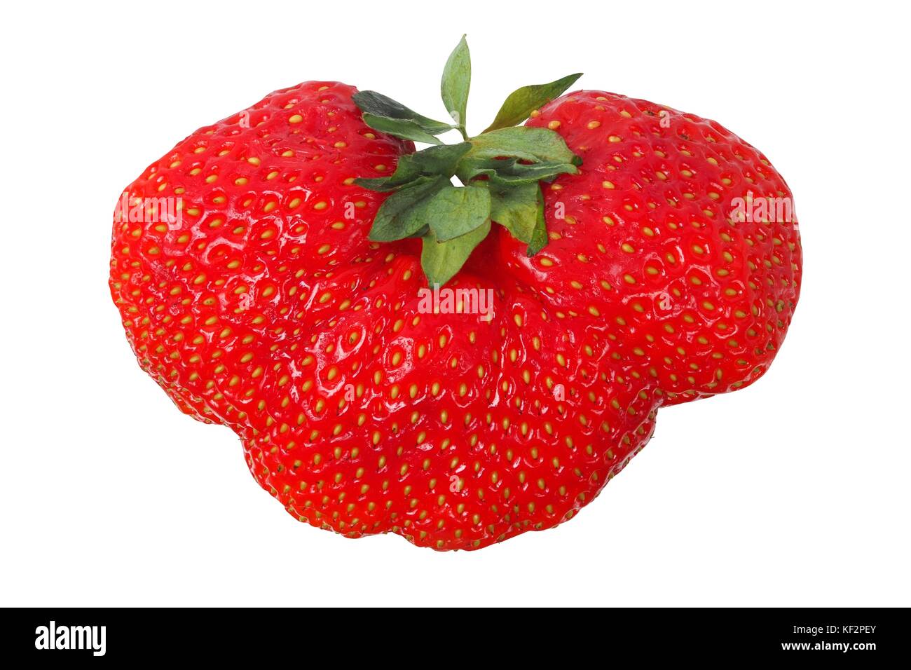 Grosse fraise Banque de photographies et d’images à haute résolution ...