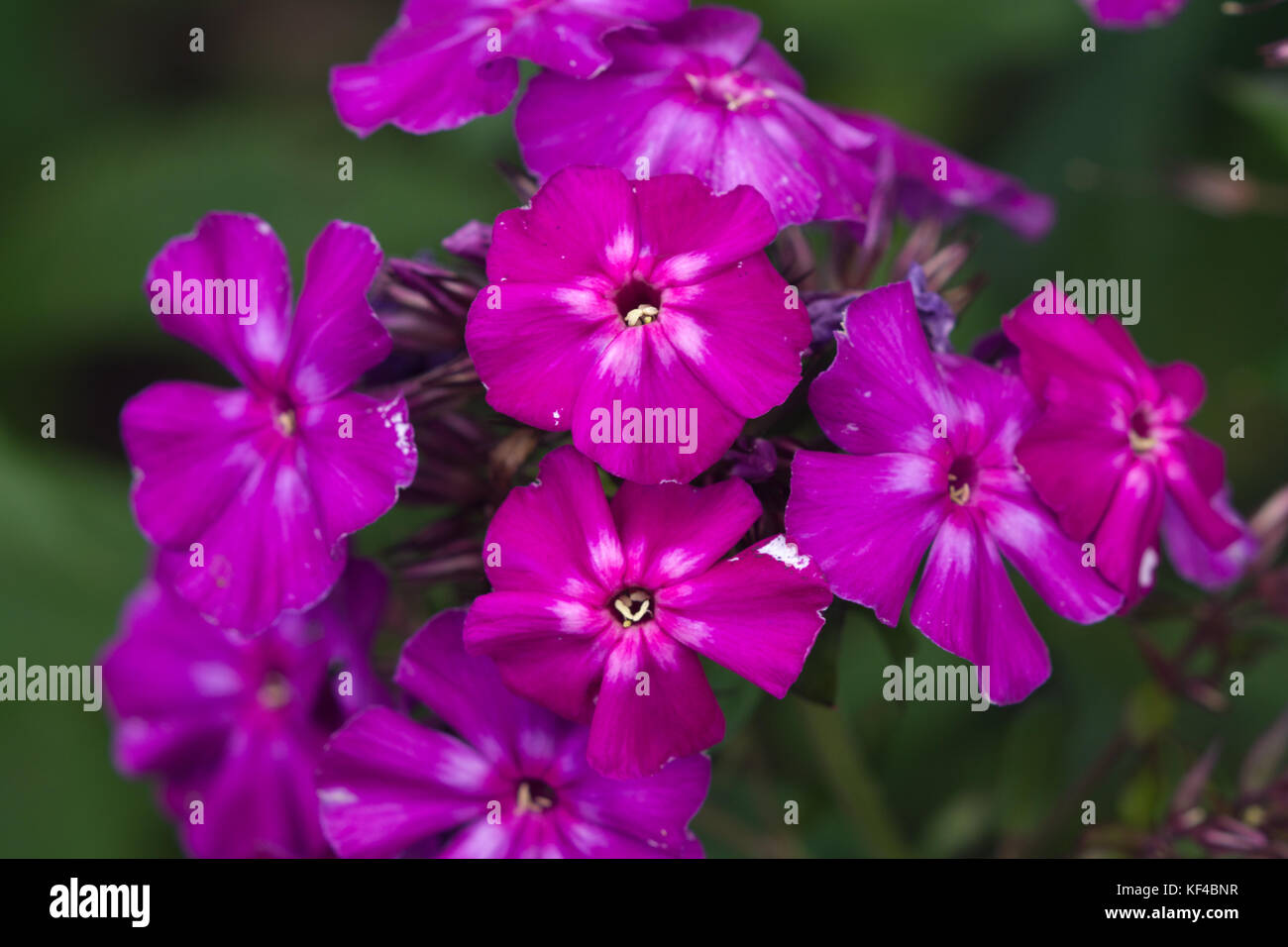 Phlox paniculata 'Border Gem' Photo Stock - Alamy