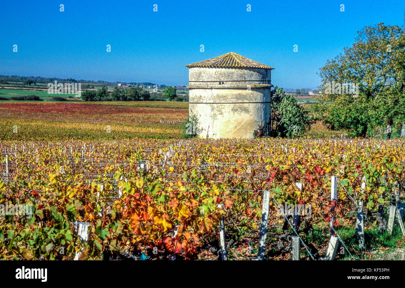 Vignoble du medoc en automne Banque de photographies et d’images à ...