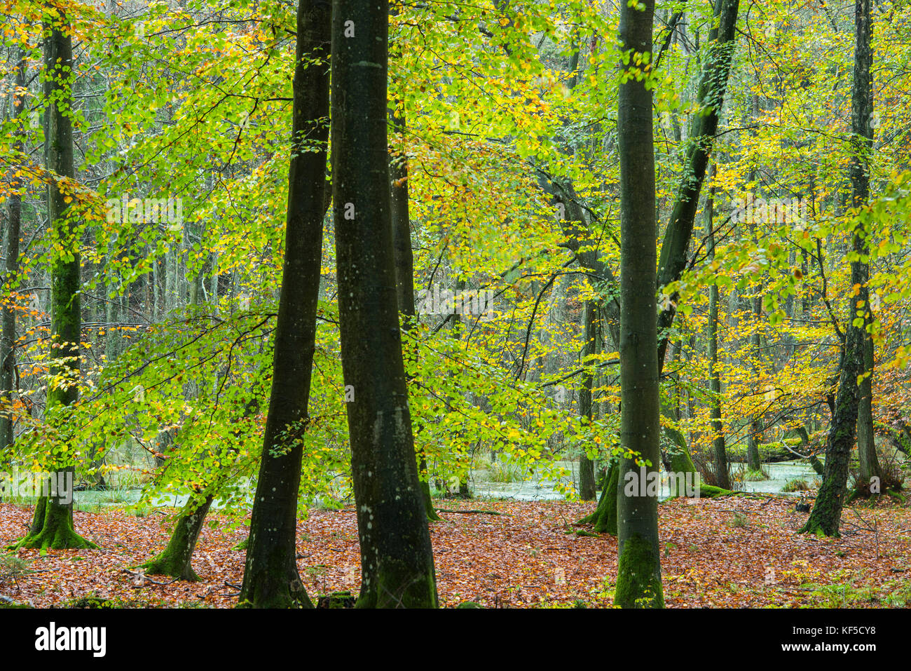 Couleurs d'automne dans une forêt de hêtres sud-suédoise dans la ...