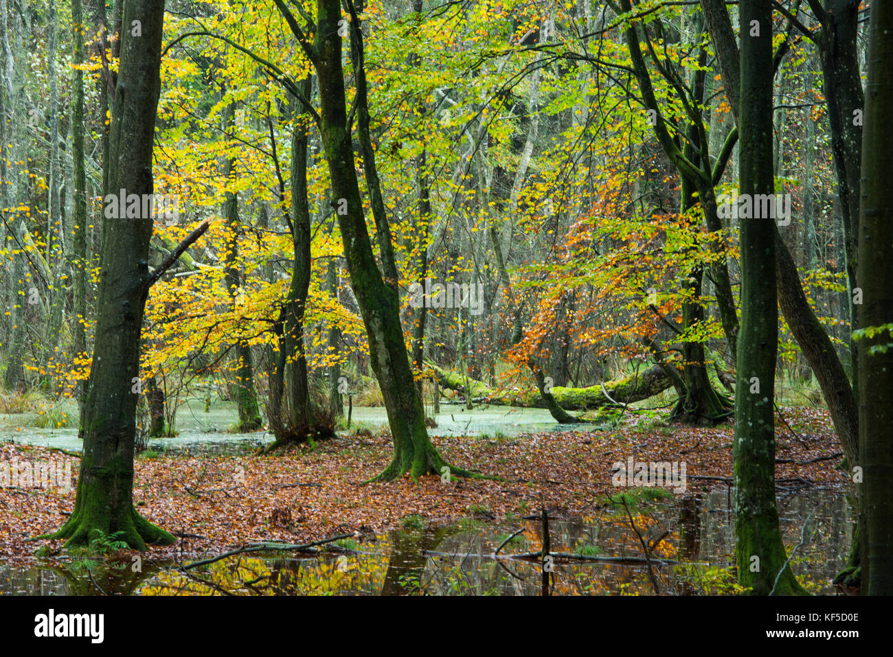 Couleurs d'automne dans une forêt de hêtres sud-suédoise dans la ...