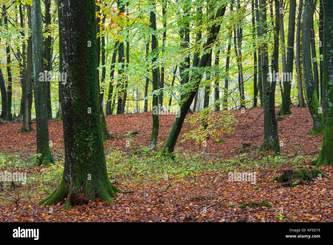 Couleurs d'automne dans une forêt de hêtres sud-suédoise dans la ...