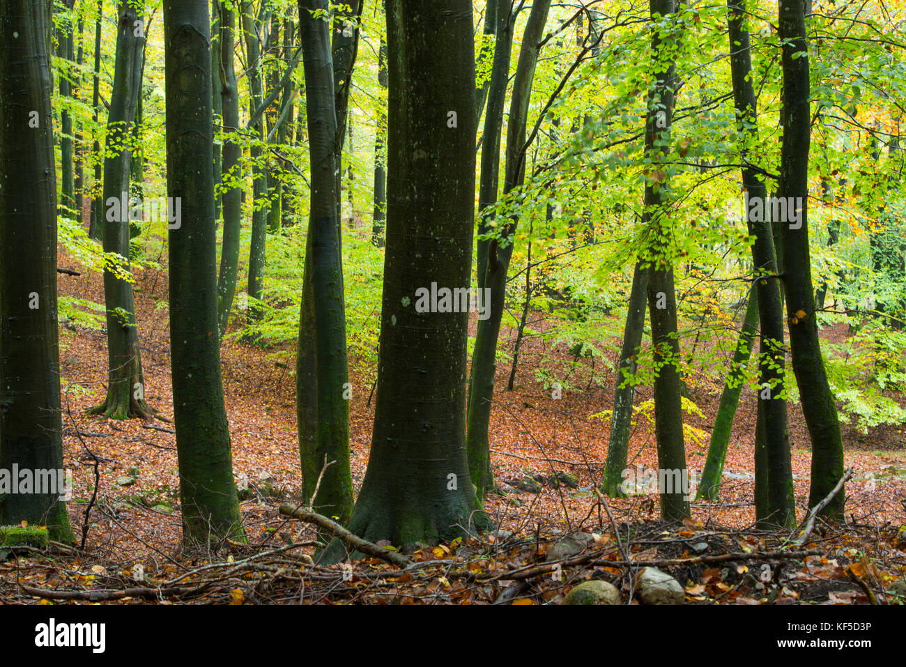 Couleurs d'automne dans une forêt de hêtres sud-suédoise dans la ...