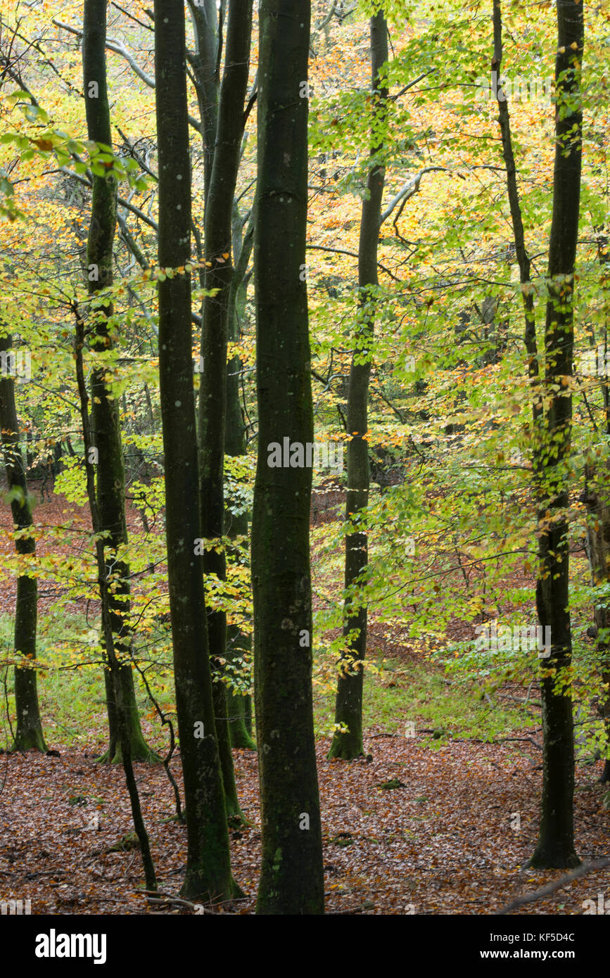Couleurs d'automne dans une forêt de hêtres sud-suédoise dans la ...