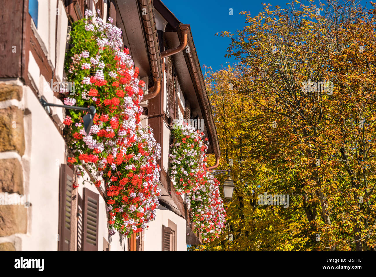 Fleurs sur la façade d'une maison à colombages traditionnelle à saint ...