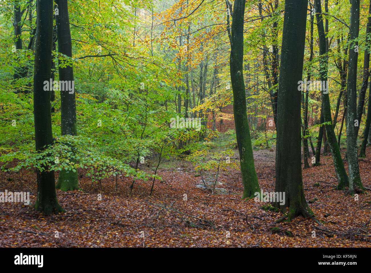 Couleurs d'automne dans une forêt de hêtres sud-suédoise dans la ...