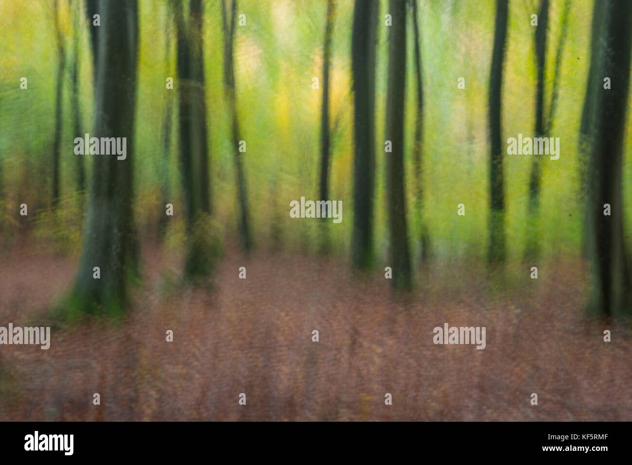 Couleurs d'automne dans une forêt de hêtres sud-suédoise dans la ...