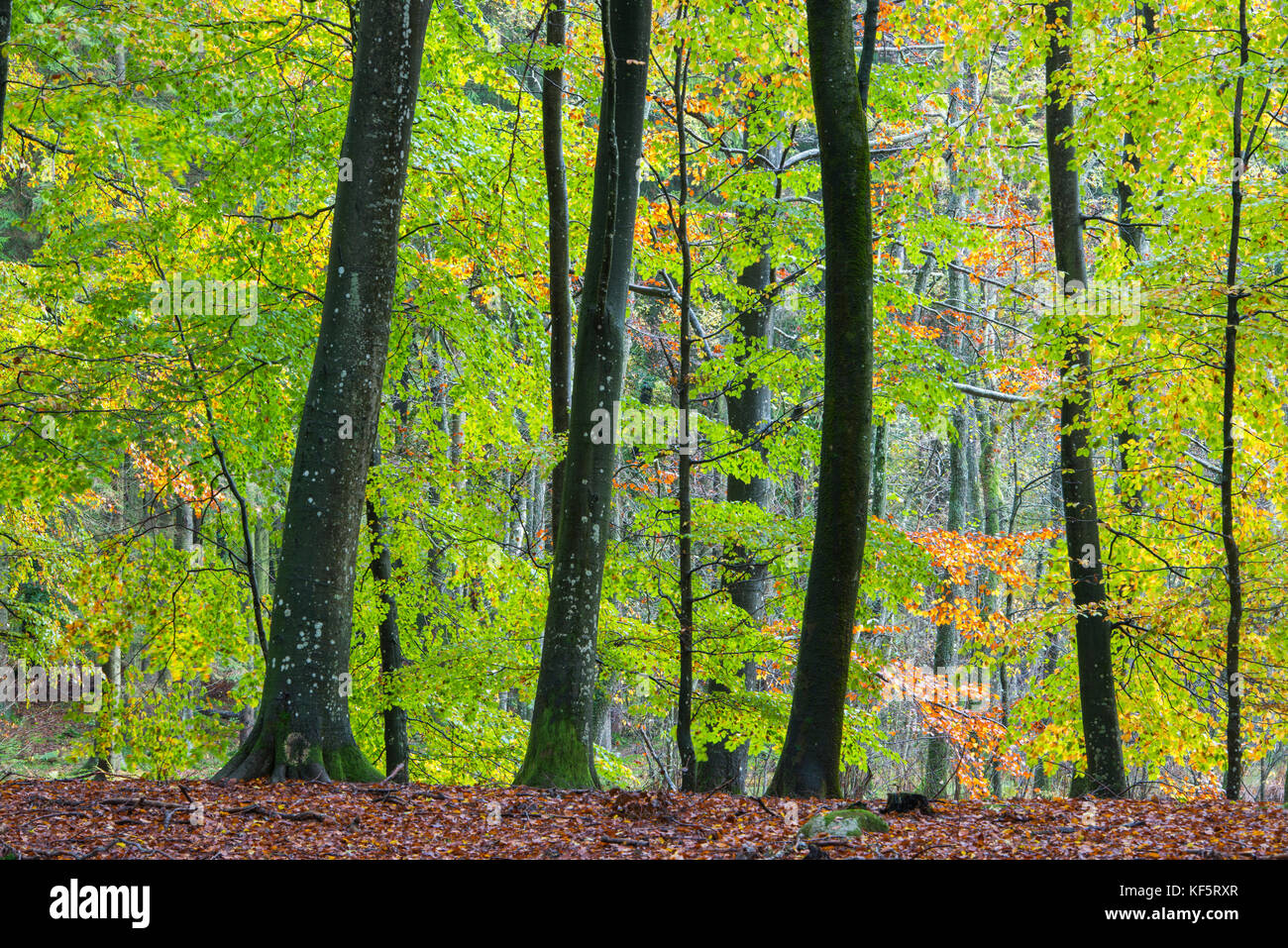 Couleurs d'automne dans une forêt de hêtres sud-suédoise dans la ...