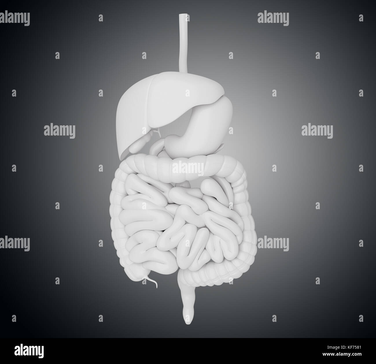 Appareil digestif anatomy Banque de photographies et d’images à haute ...