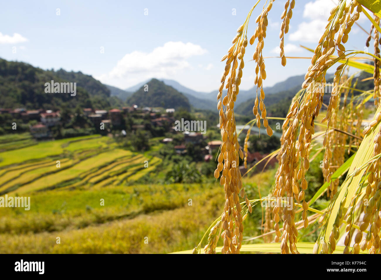 La culture du riz dans la zone de l'Hapao Banaue Rice Terraces ...