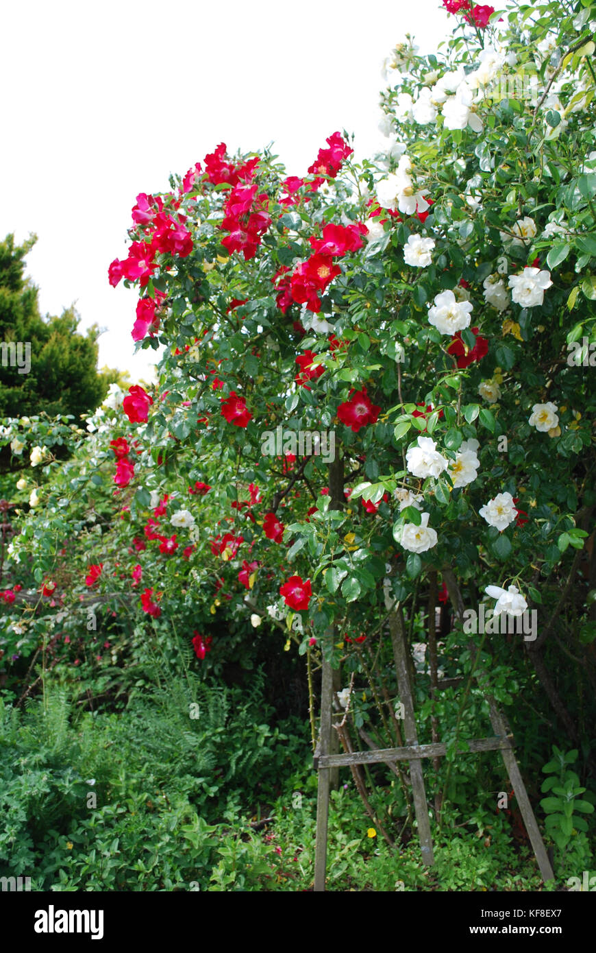 Arbustes grimpants Banque de photographies et d’images à haute ...