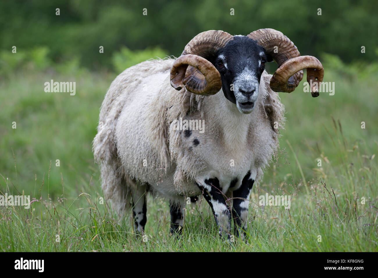 Scottish Blackface mature sheep ram Galloway Scotalnd Photo Stock - Alamy