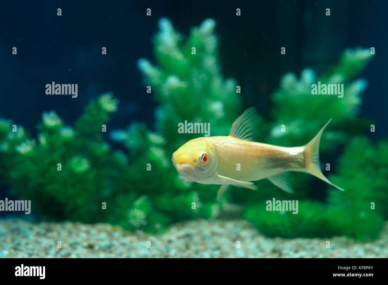 Poisson rouge solitaire dans l'aquarium bleu Banque de photographies et ...