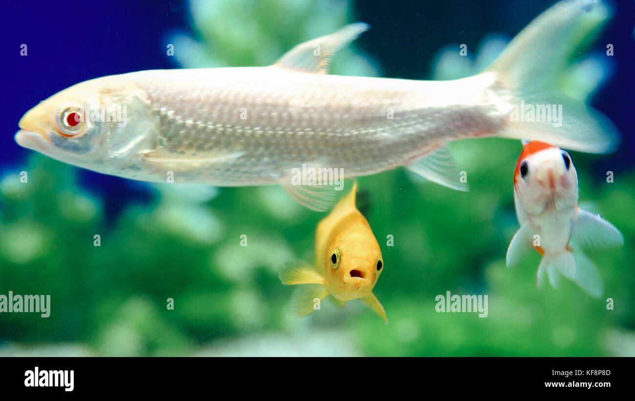 Nage de poisson rouge Banque de photographies et d’images à haute ...