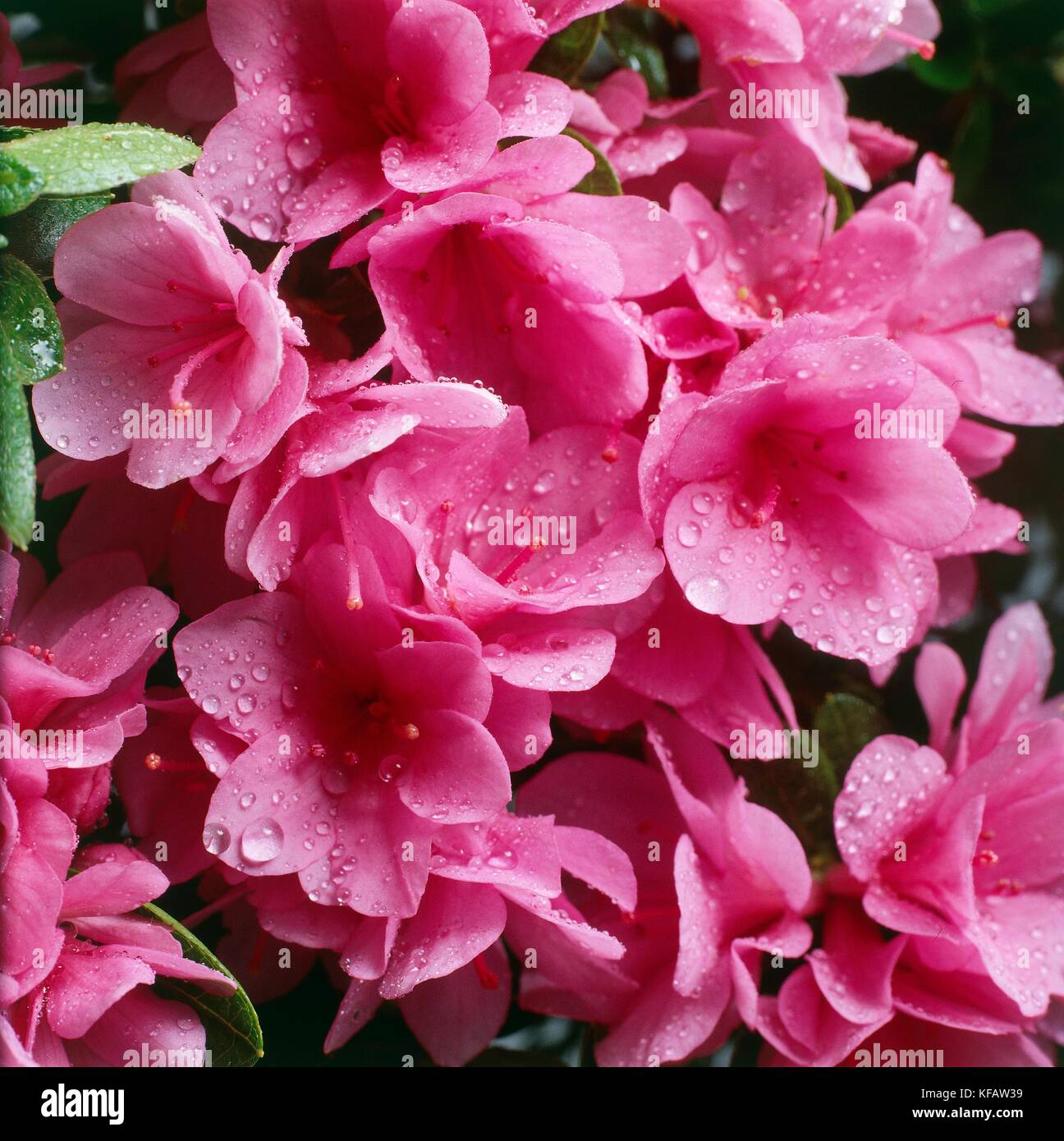 Azalea kirin Banque de photographies et d’images à haute résolution - Alamy