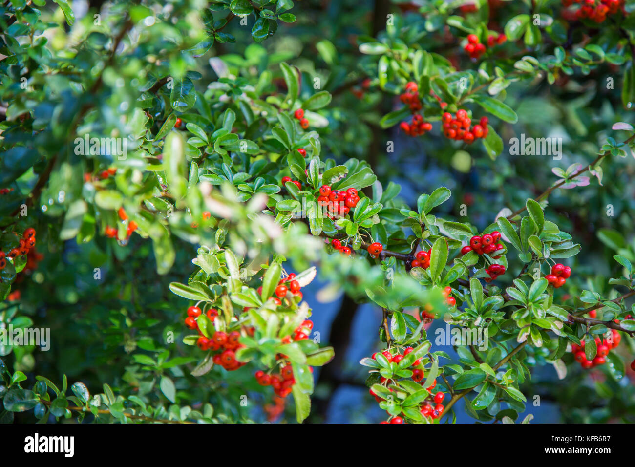 Crataegus coccinea Banque de photographies et d’images à haute ...