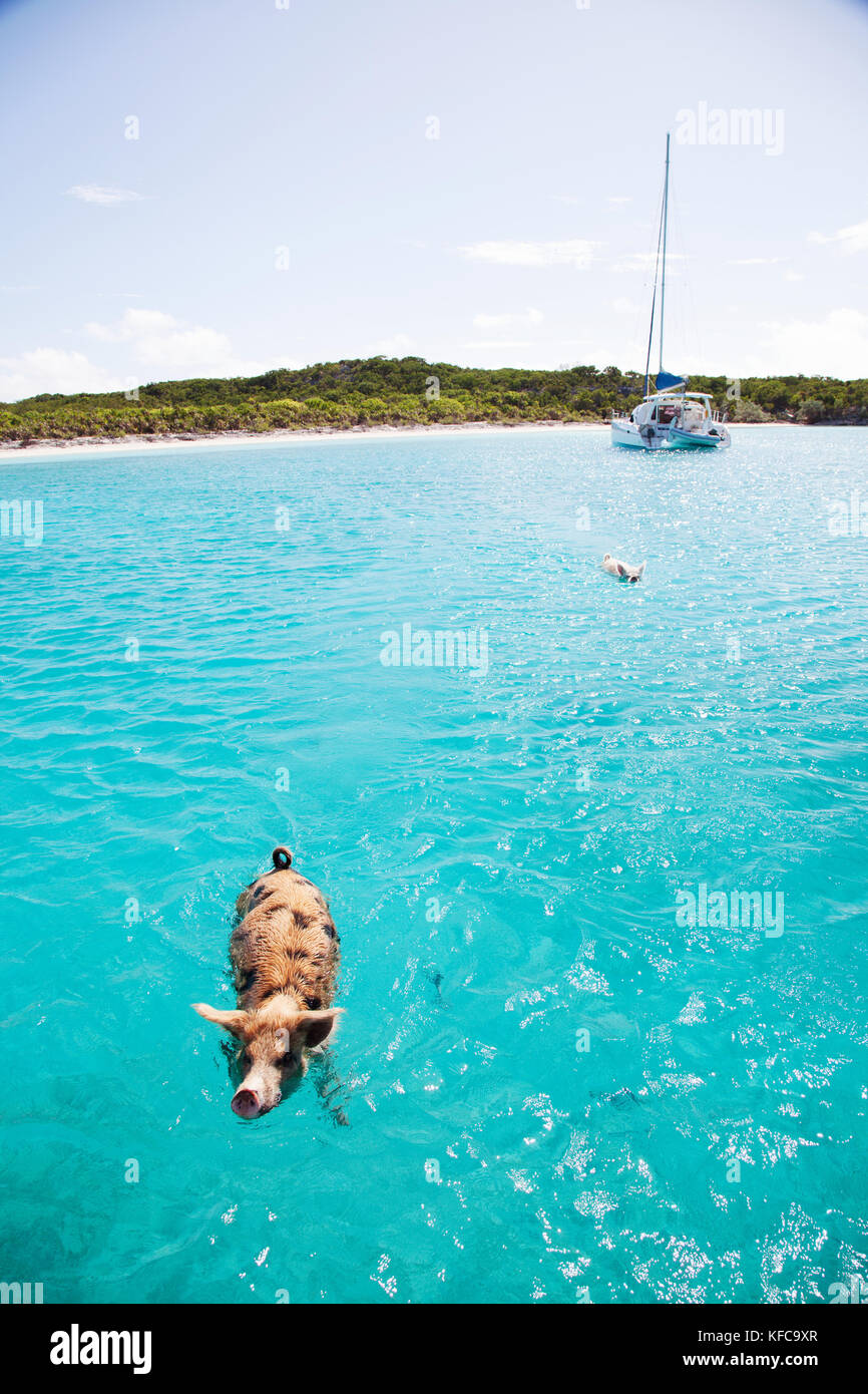 Cochon de natation des bahamas Banque de photographies et d’images à ...