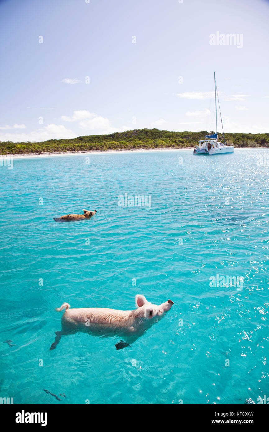 Bahamas de cochons nageurs Banque de photographies et d’images à haute ...