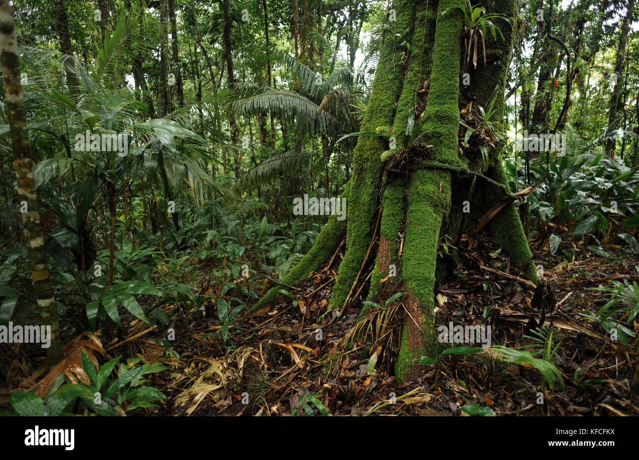 Forêt tropicale atlantique primaire Banque de photographies et d’images ...