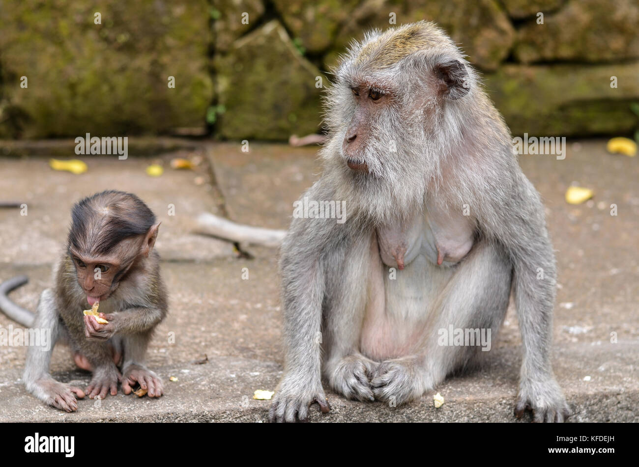 Etapas de fruta Banque de photographies et d’images à haute résolution ...