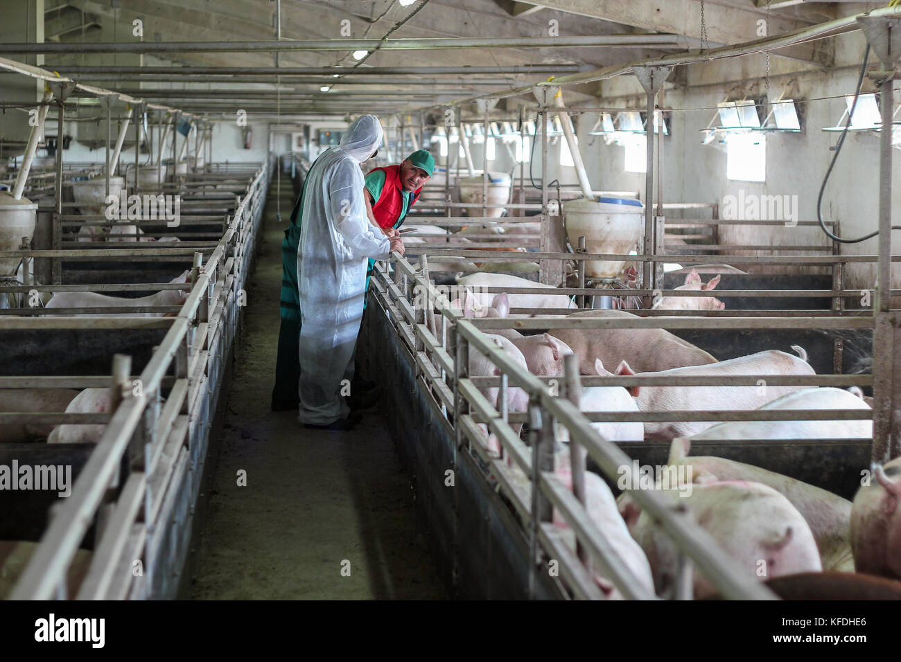 Élevage Porcin Intensif Banque d'image et photos - Alamy