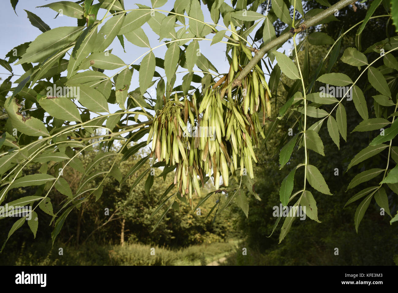 Fruits Fraxinus Excelsior Banque d'image et photos - Alamy