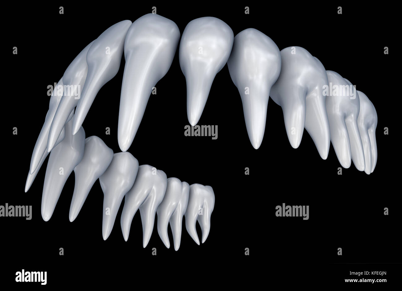 Dents humaines anatomie Banque de photographies et d’images à haute ...