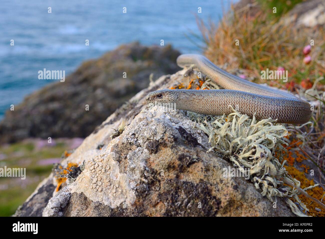 Anguid lizards Banque de photographies et d’images à haute résolution ...