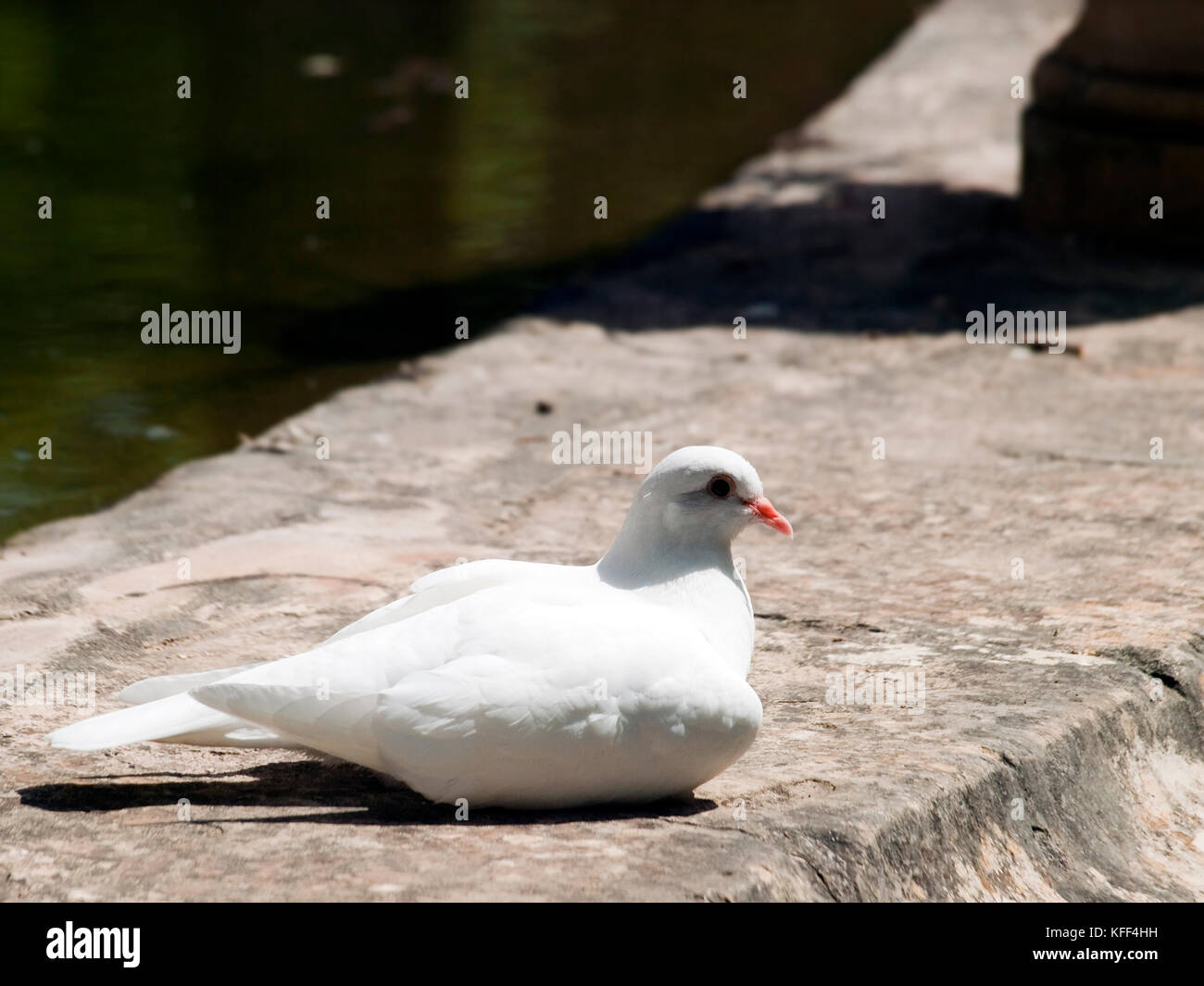 La colombe blanche ou pigeon est un symbole de paix Photo Stock - Alamy