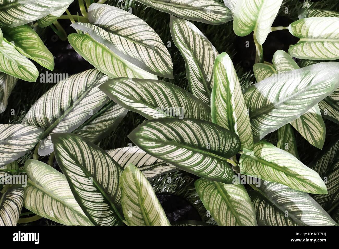 Motif de fond, beau vert et blanc artificiel dieffenbachia canne muet ...