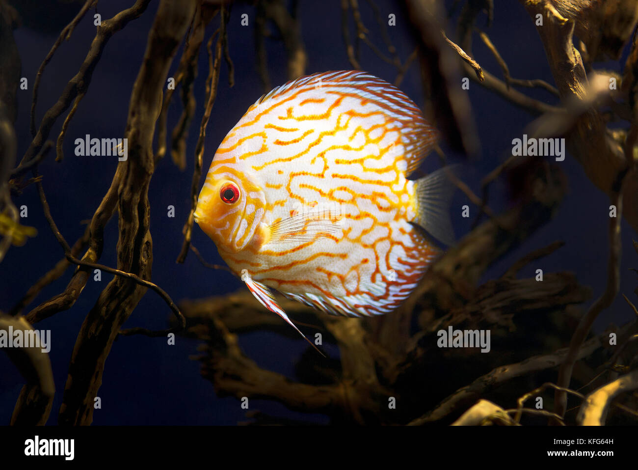 Snake skin discus fish Banque de photographies et d’images à haute ...