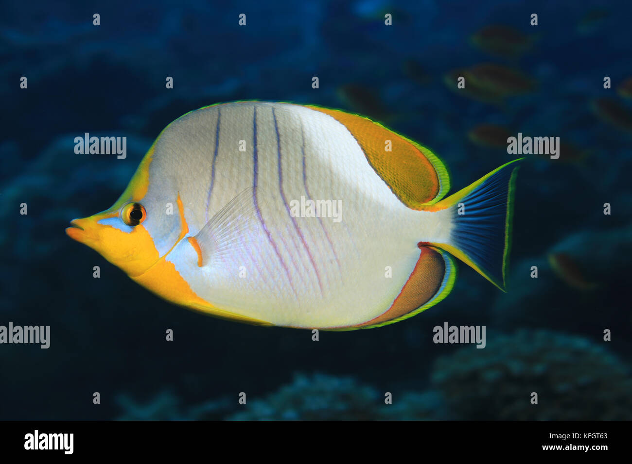 Poisson Rayé Jaune Banque d'image et photos - Alamy