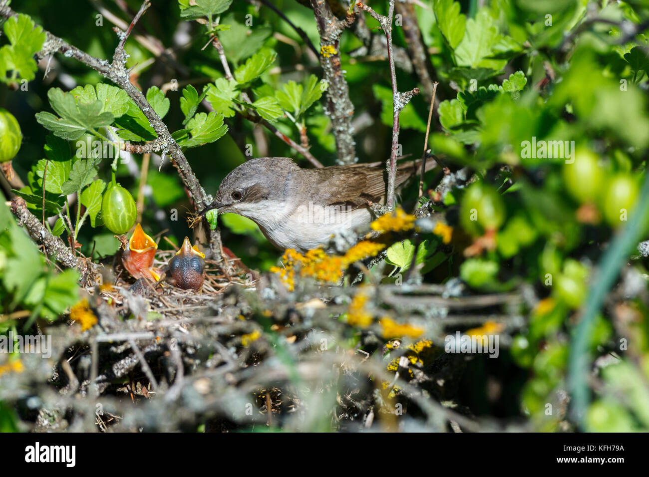 Sylvia curruca. Le nid de la fauvette grisette moindre dans la nature Photo Stock - Alamy