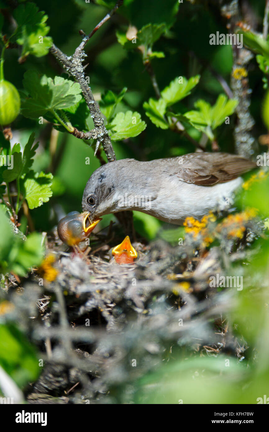 Sylvia curruca. Le nid de la fauvette grisette moindre dans la nature Photo Stock - Alamy