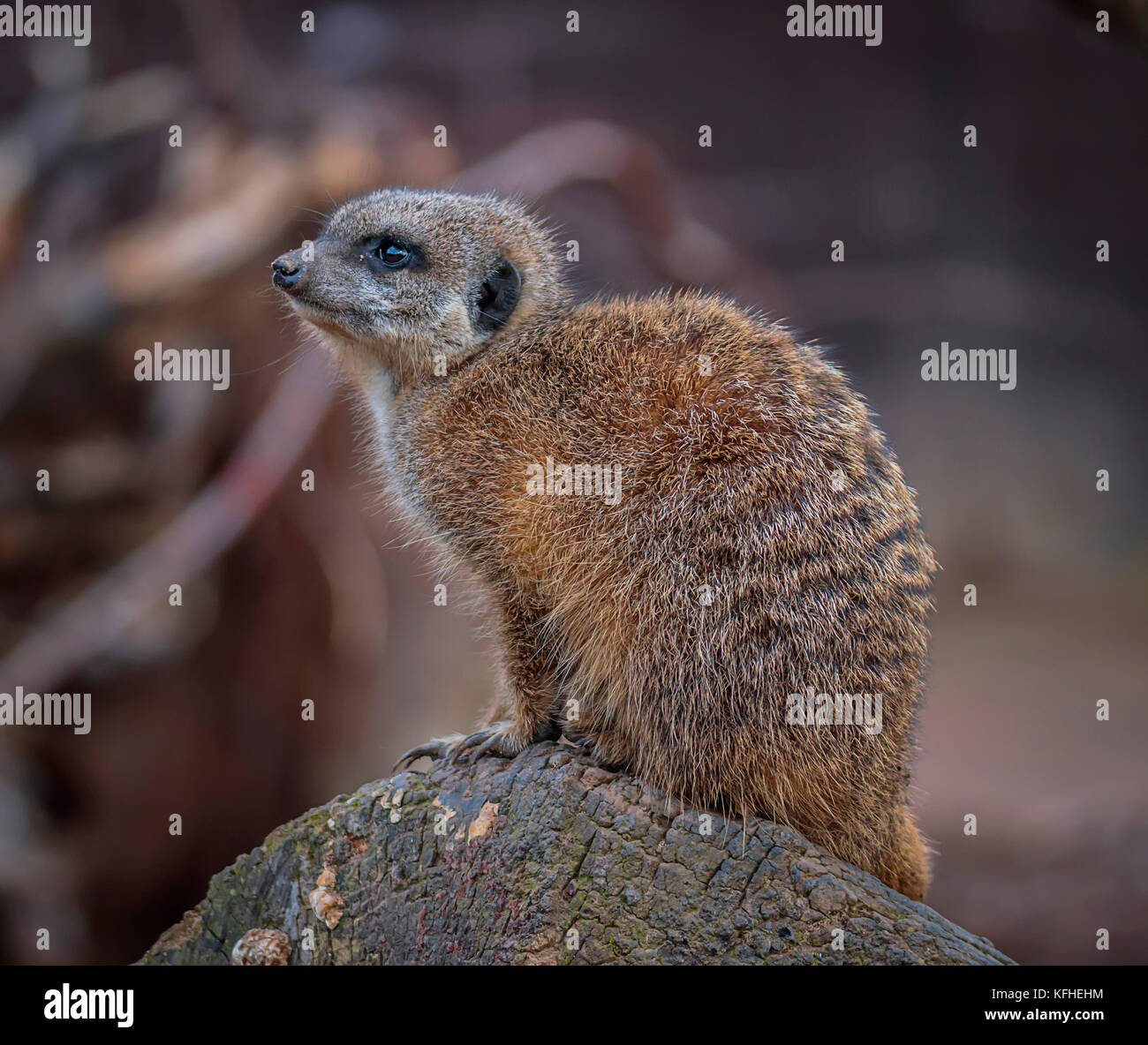 Suricatta Suricata Banque d'image et photos - Alamy