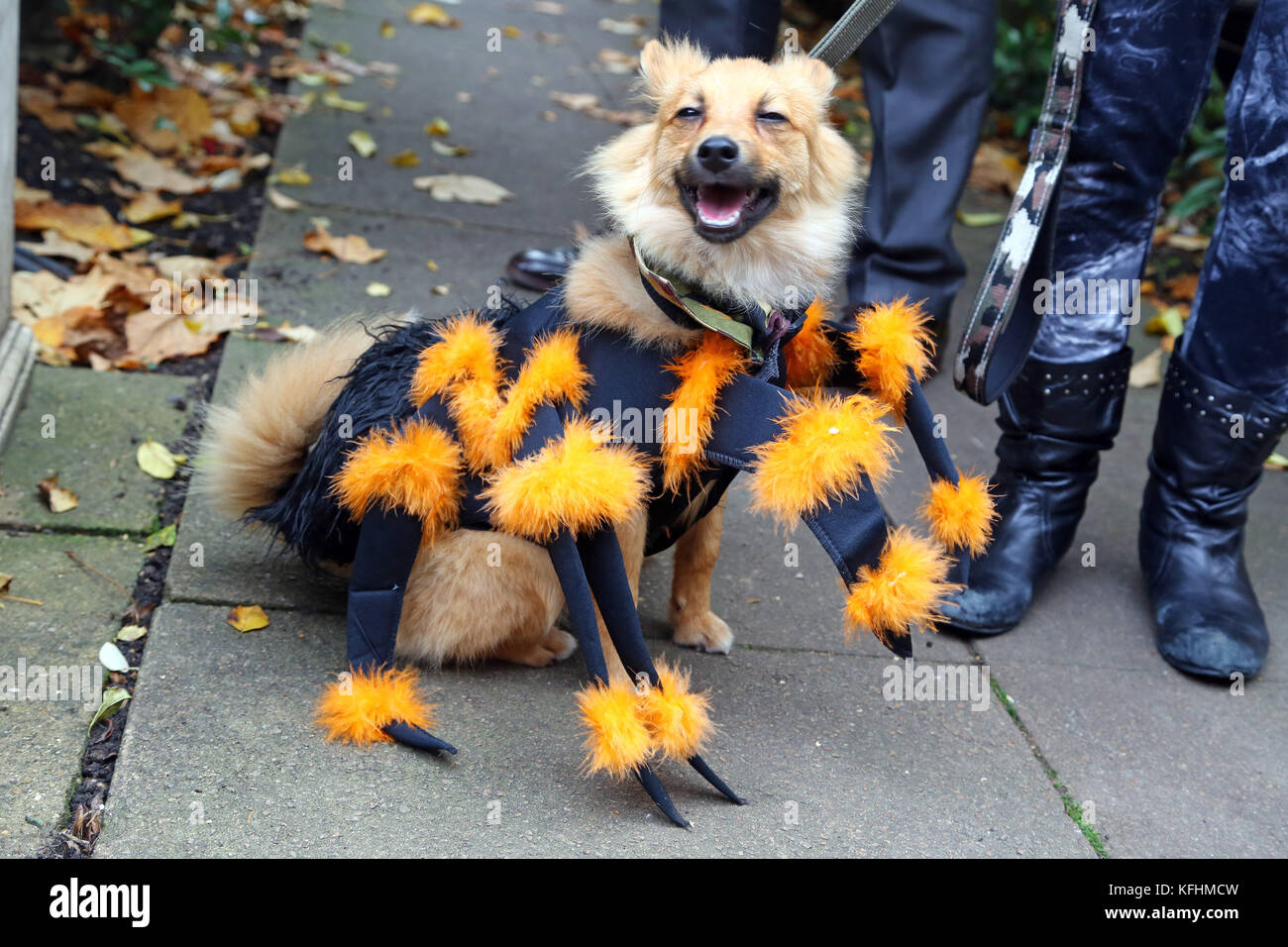 Spitz cross Banque de photographies et d’images à haute résolution - Alamy