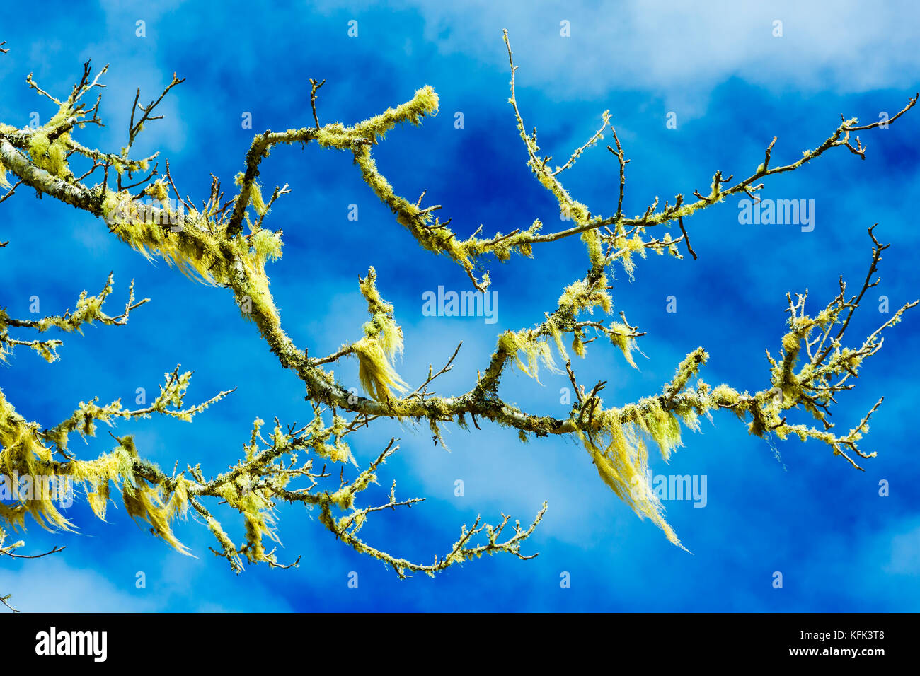 Lichens sur un arbre Banque de photographies et d’images à haute ...