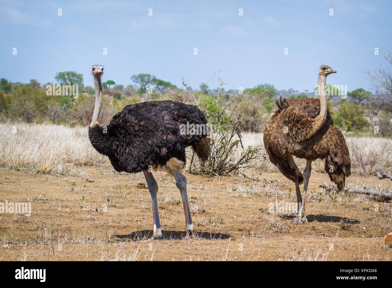 Autruche d'Afrique dans le parc national Kruger, Afrique du Sud ; espèce Struthio camelus ...