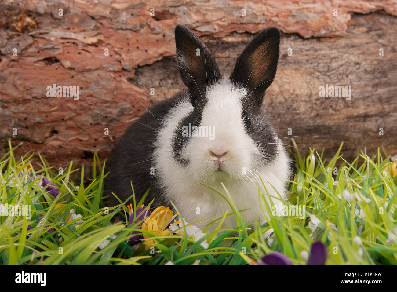 Lapin noir et blanc Banque de photographies et d’images à haute ...
